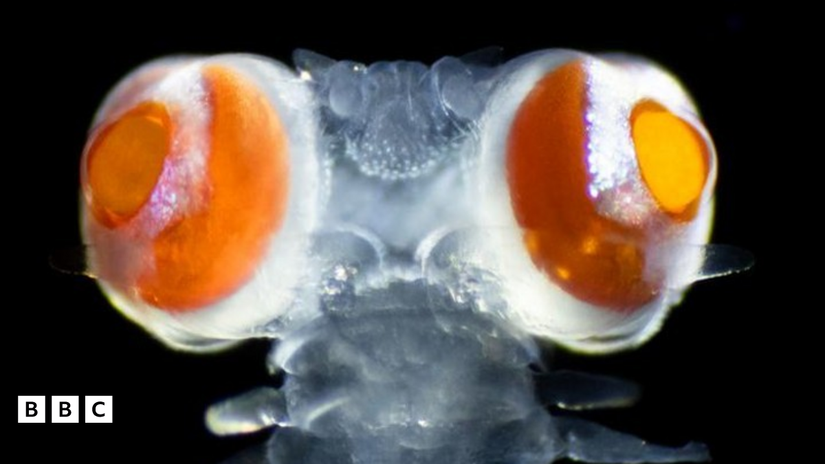 Why does this sea worm have GIANT eyes? - BBC Newsround
