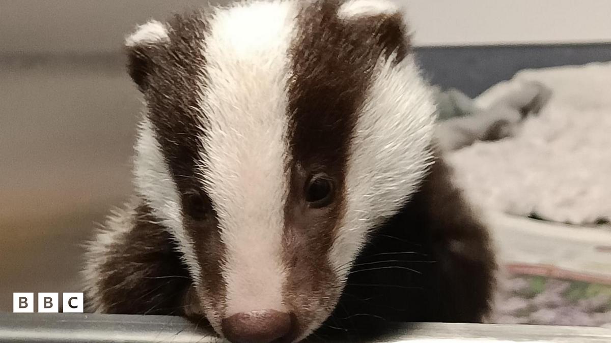 Badger cub rescued after trying to follow people home - BBC Newsround