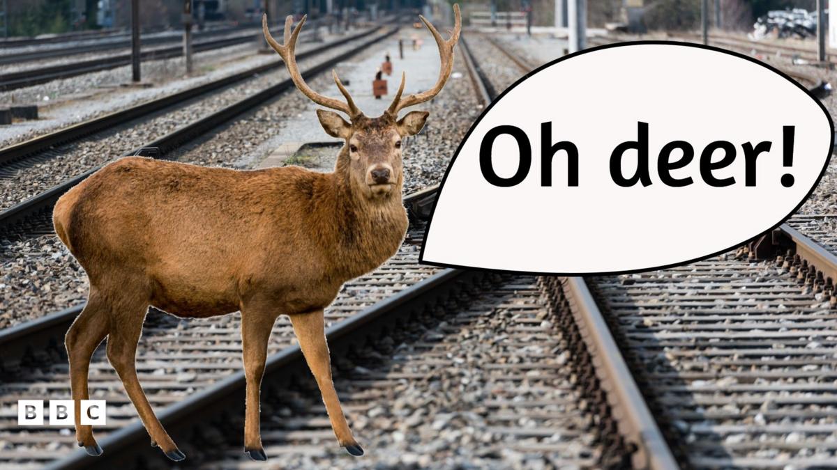 Oh deer! Which animals have been trespassing on train tracks? - BBC ...