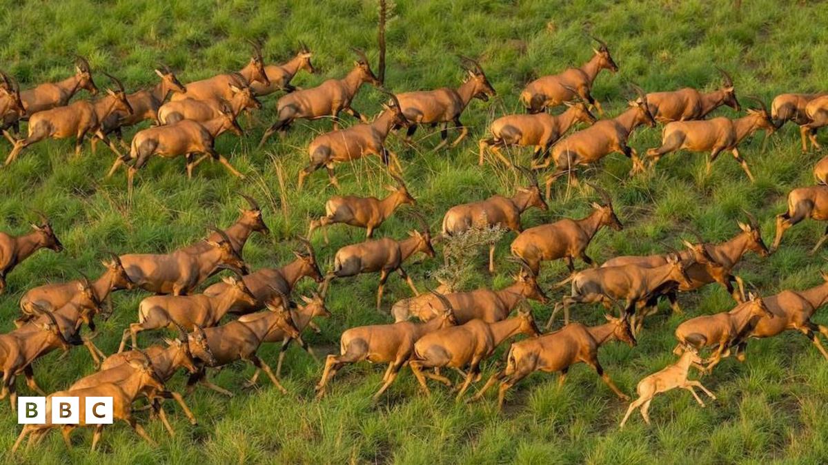 Largest mammal migration on Earth shown in pictures - BBC Newsround