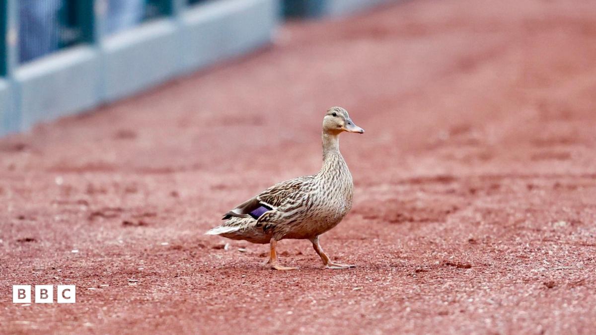 Ducks on a baseball pitch and other animal invasions - BBC Newsround