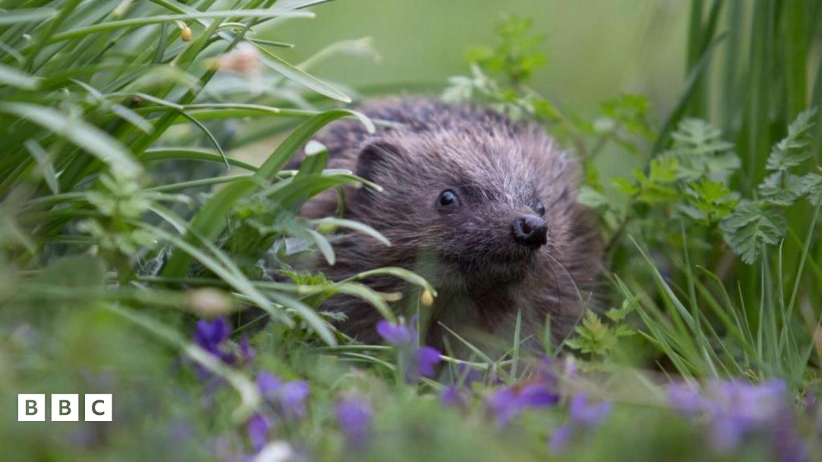 IUCN Red List: European hedgehog listed as near threatened - BBC Newsround