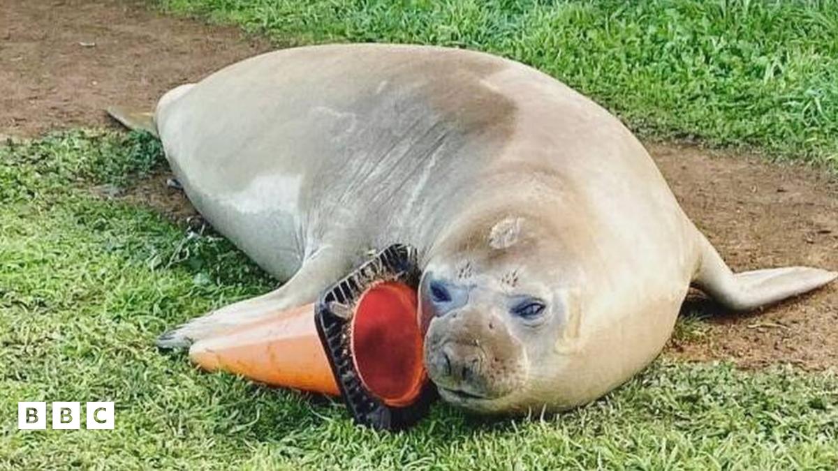 Neil the seal - Tasmania's latest viral sensation and why you should ...