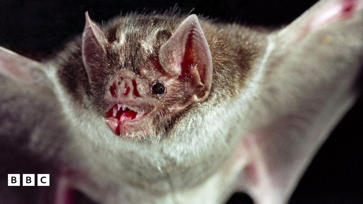 Vampire bats: Scientists work out why they love blood - BBC Newsround