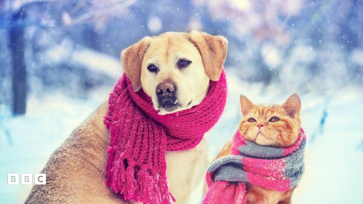 Advice for keeping pets safe in the cold weather - BBC Newsround