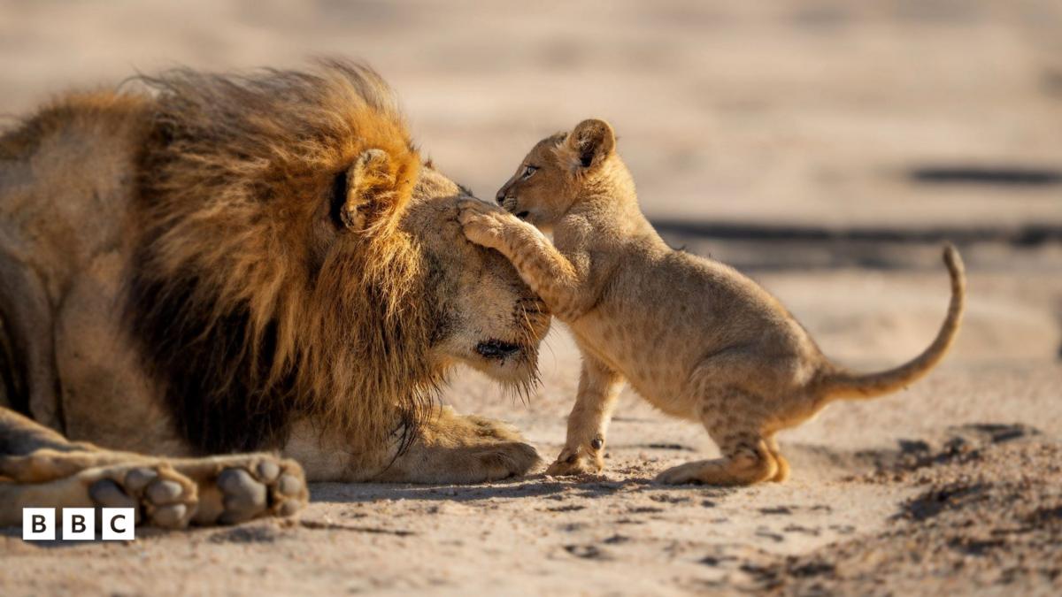 New David Attenborough series explores parenthood - BBC Newsround