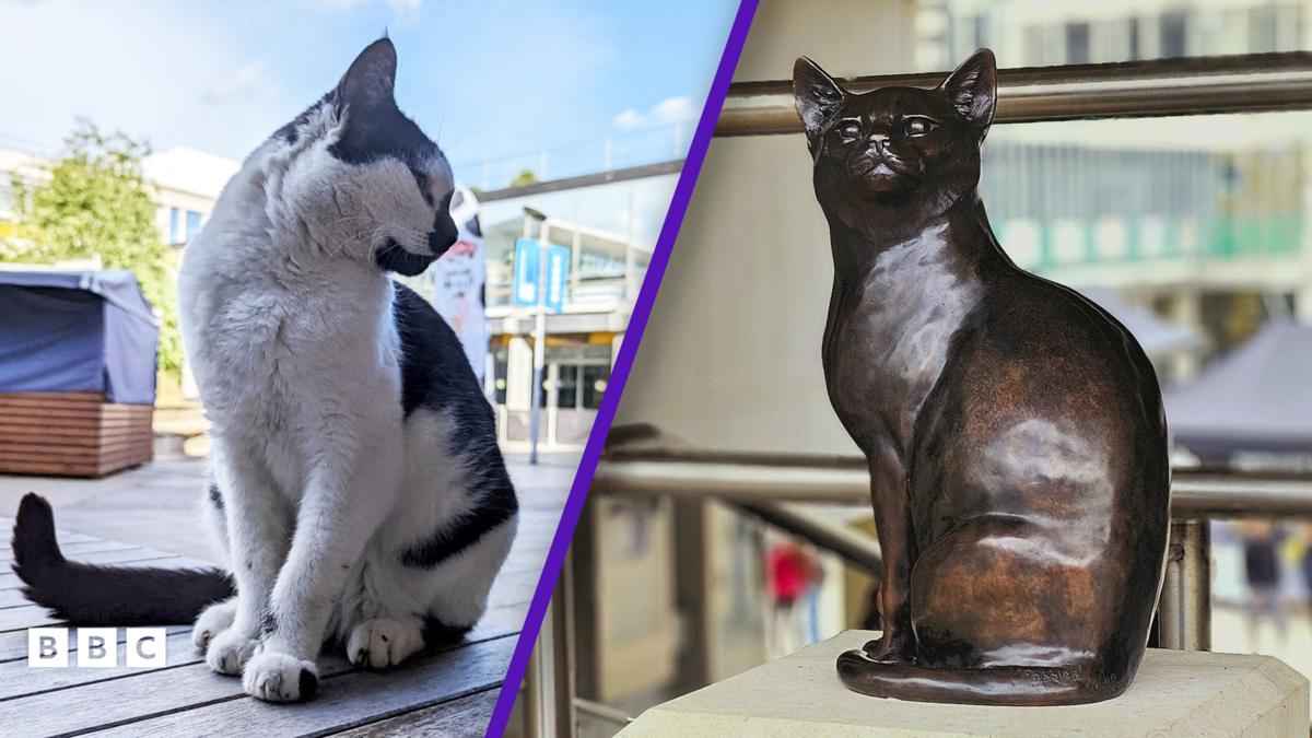University of Essex cat Pebbles gets a statue in his honour - BBC Newsround