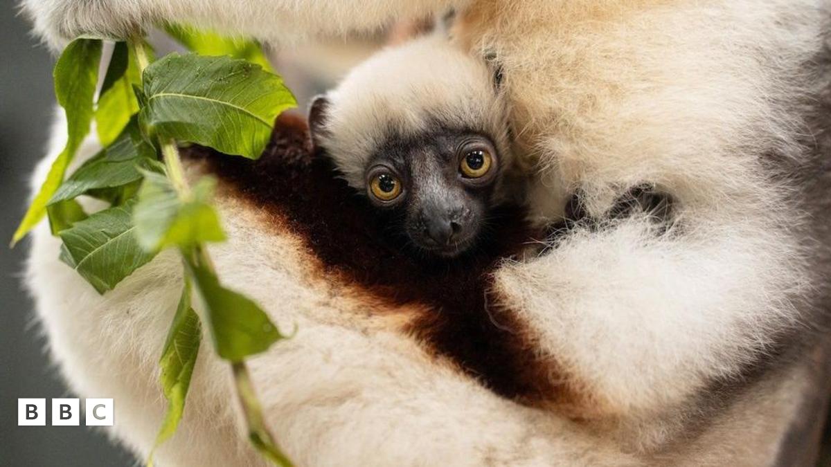 Coquerel's sifaka: Rare 'dancing lemur' born at Chester Zoo - BBC Newsround