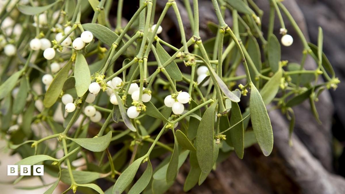Why do people kiss under the mistletoe? - BBC Newsround