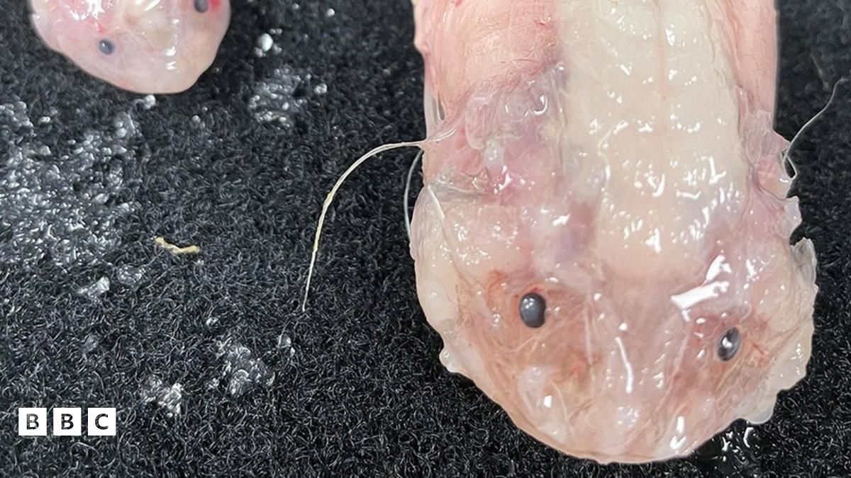 Record-breaking deepest fish ever caught on camera - BBC Newsround