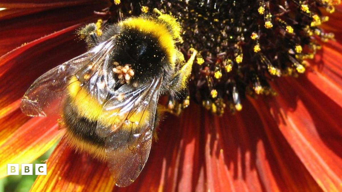 Why are there so many big bees around right now? - BBC Newsround