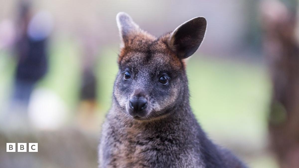Northern Ireland wallaby returns home after going on the run - BBC ...