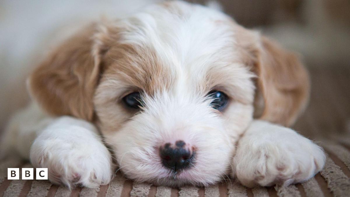 Gigil: Do you use the new word for something adorable? - BBC Newsround