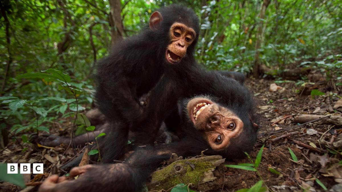 Chatty Chimps take their turn to speak - BBC Newsround