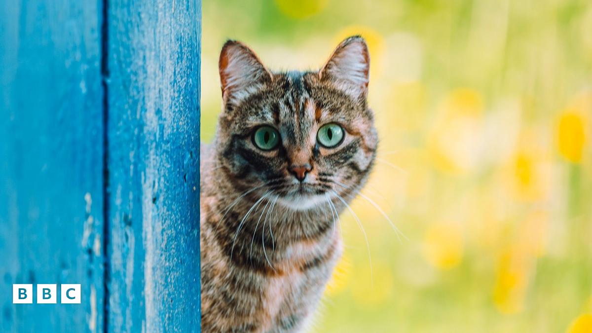 New law means cats in England must be microchipped - BBC Newsround