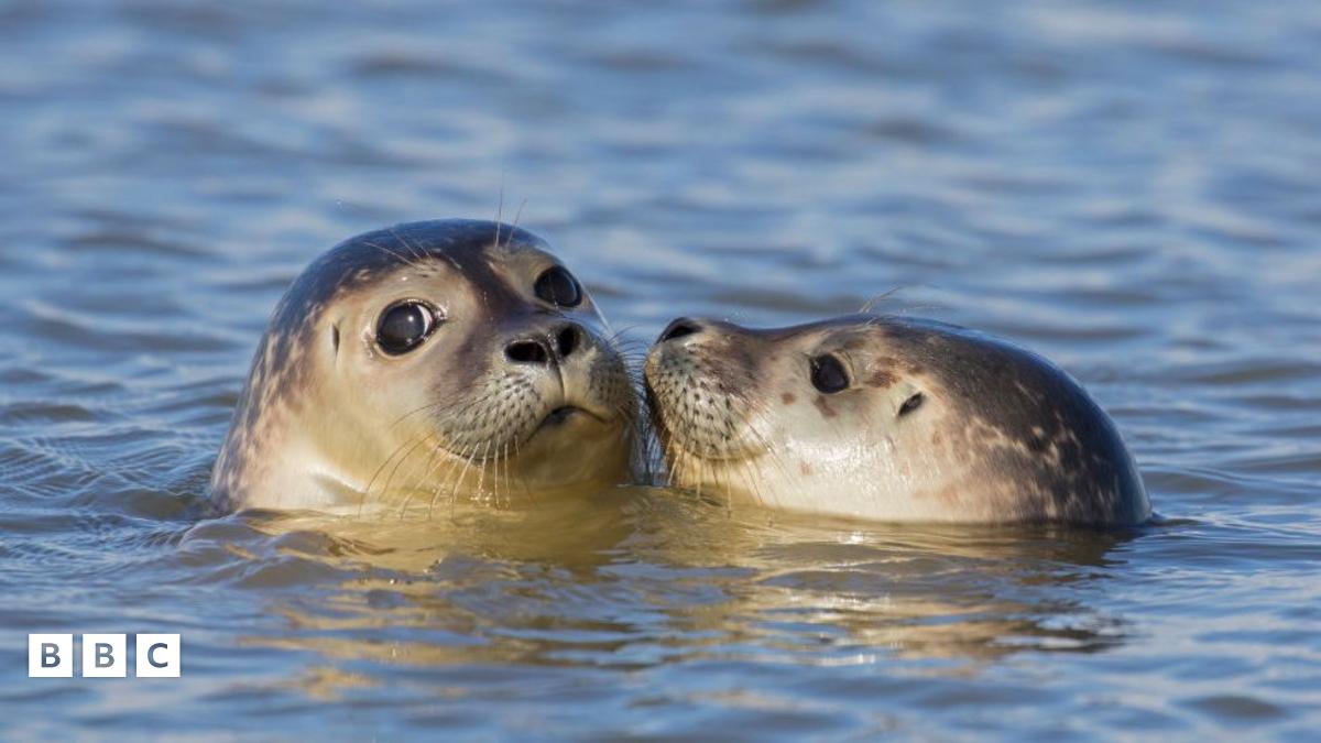 Baby seal experiment shows they can understand rhythm - BBC Newsround