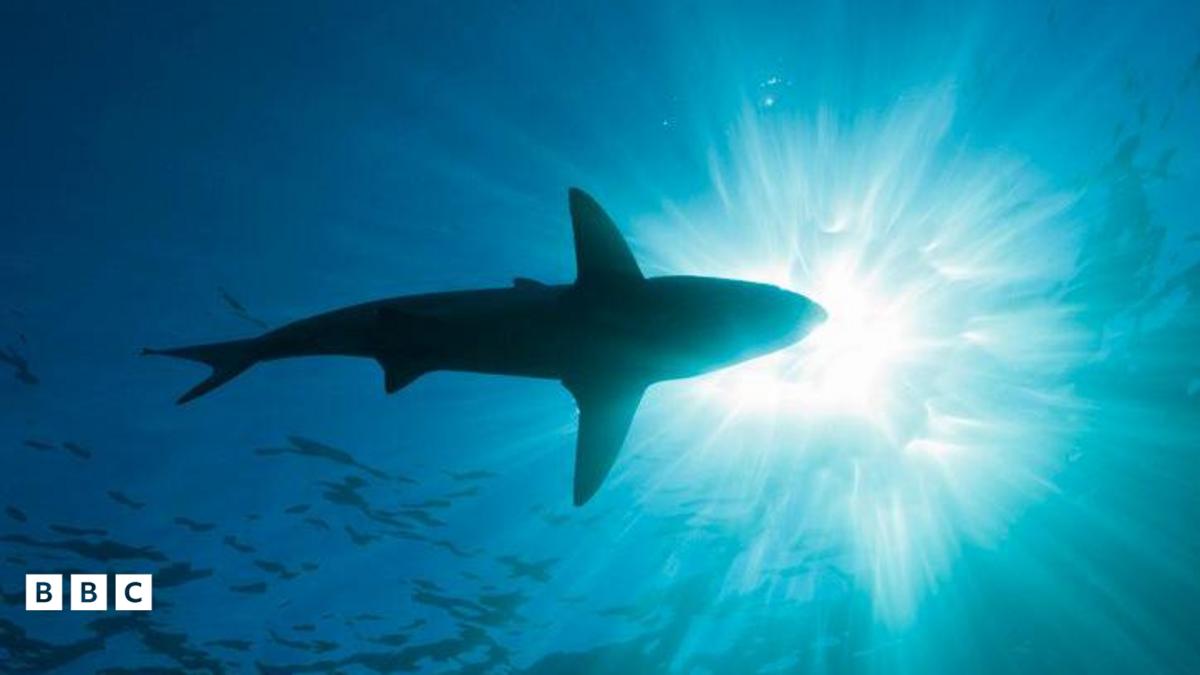 Australian scientists test new shark bite-resistant wetsuits - BBC ...