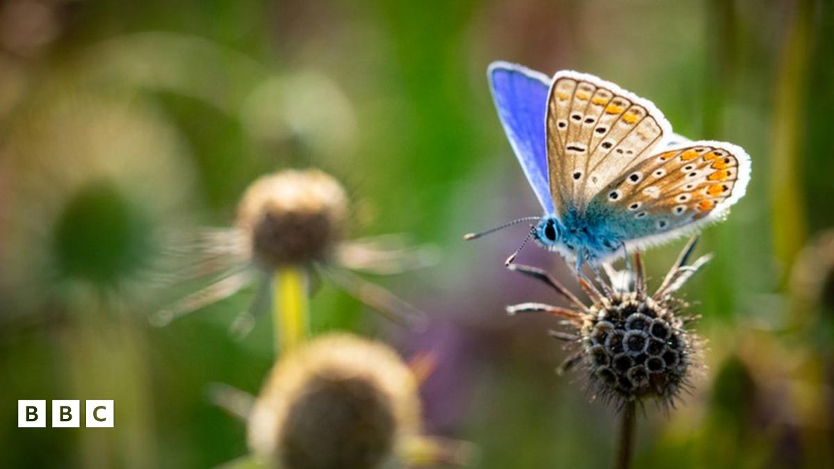 Big Butterfly Count: Numbers are up, but habitats still struggling ...
