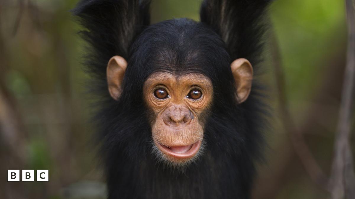 Chimpanzees: Apes drum out messages to each other with unique beats ...