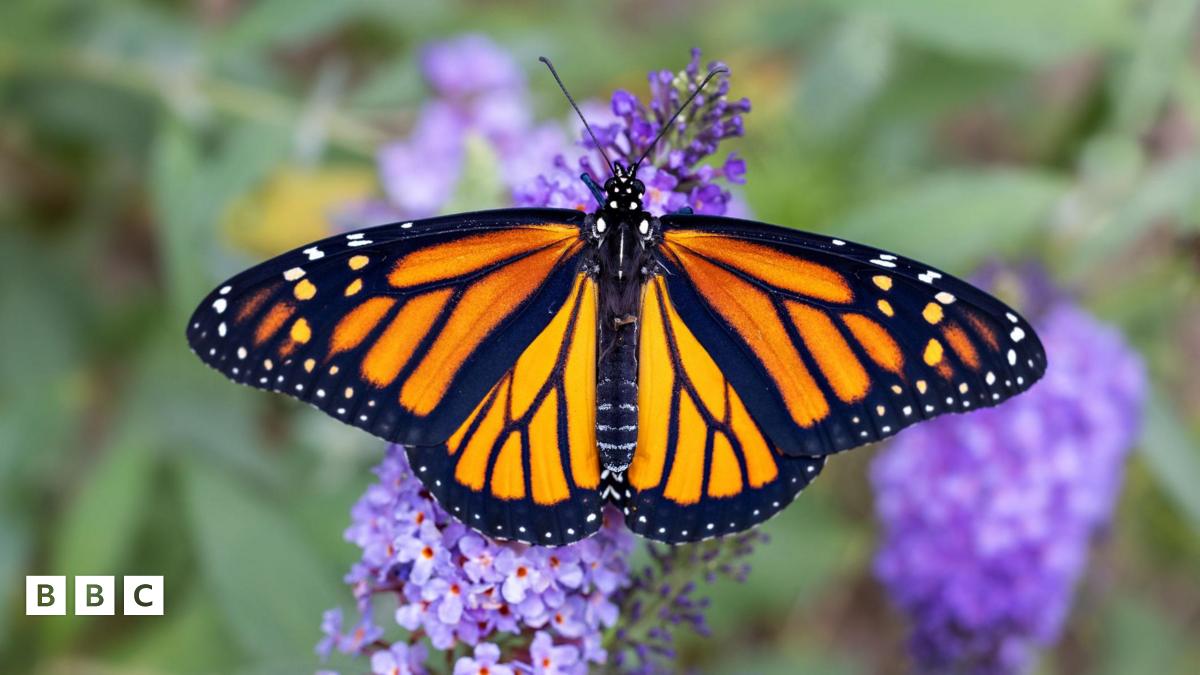 Butterflies and moths are 'picky eaters' during the day - BBC Newsround