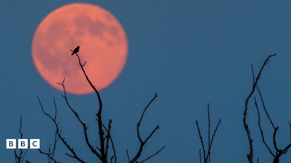 Pictures: Strawberry moon from all over the world - BBC Newsround