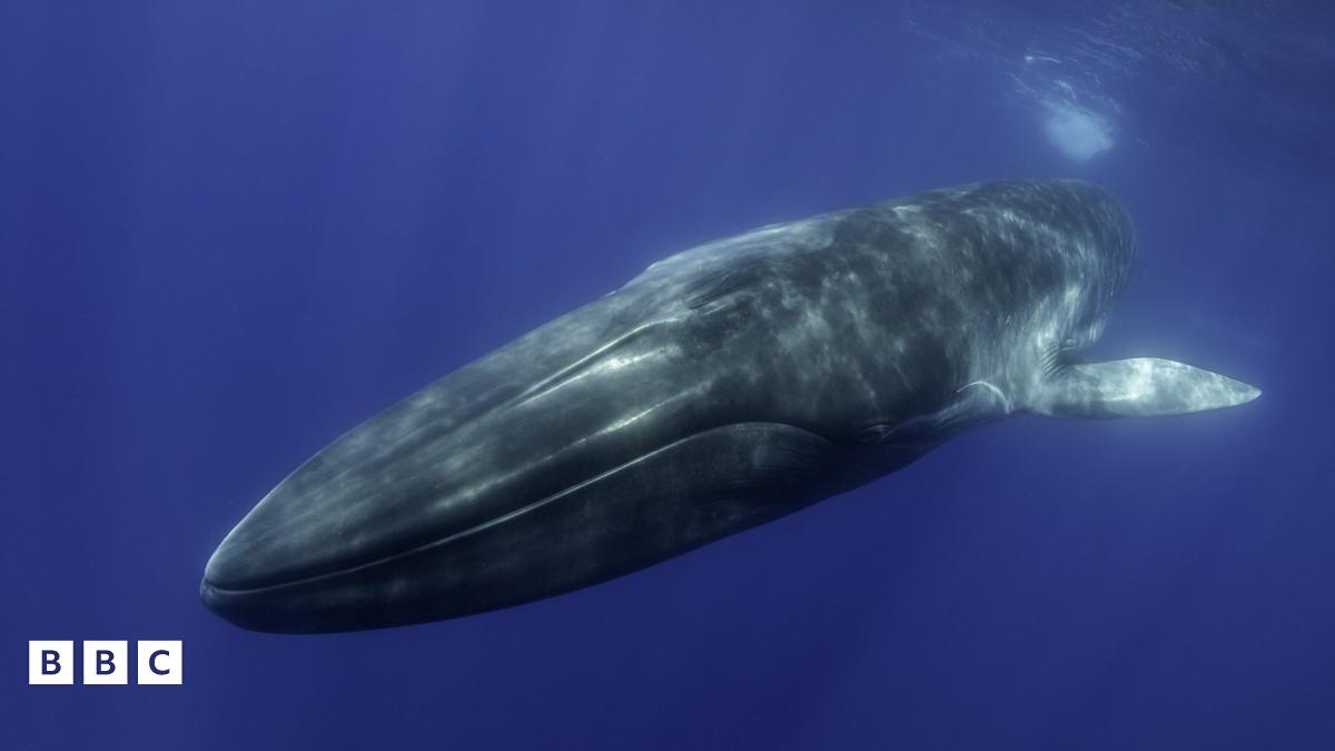 How do whales communicate? - BBC Newsround