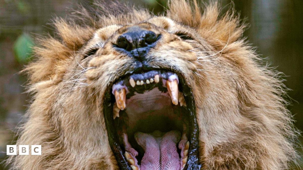 Why do lions roar? Two types of roar discovered by study - BBC Newsround
