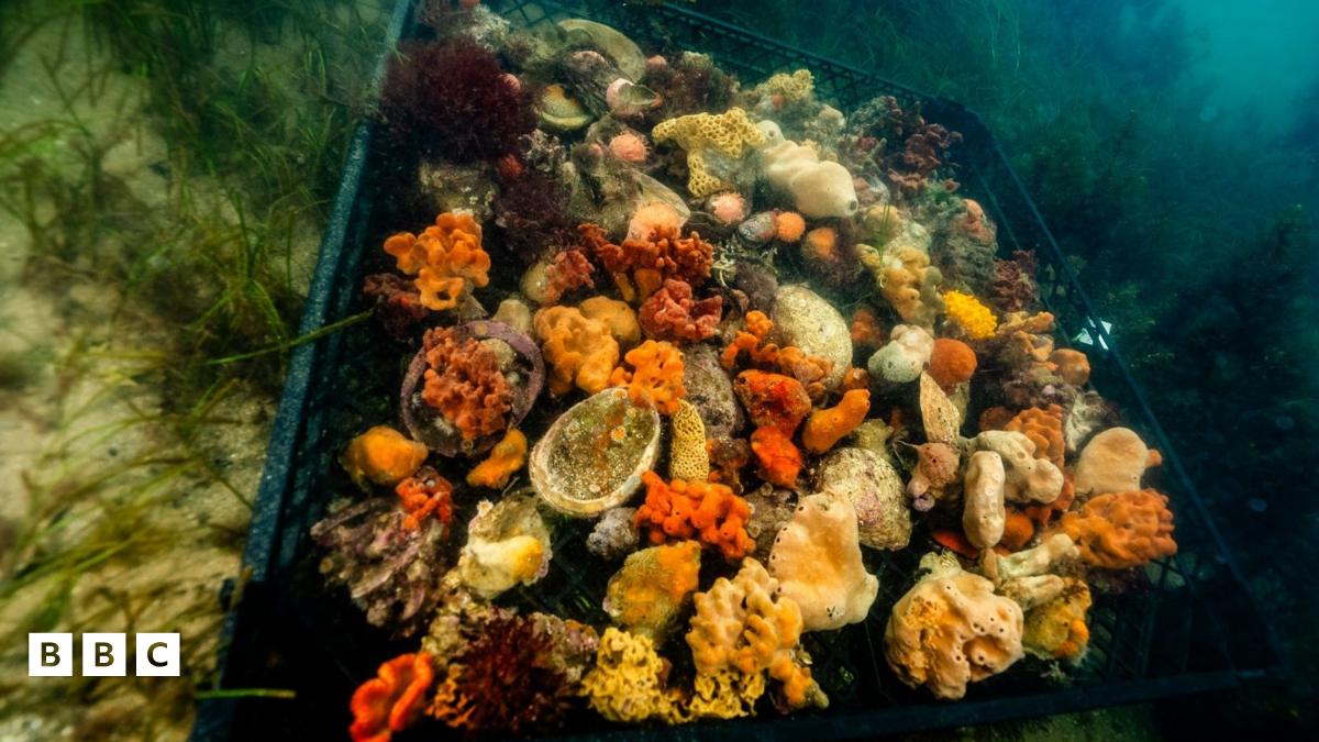 New project to help grow sea sponges in Australian Marine Park - BBC ...