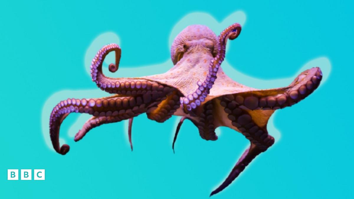 Can octopuses throw things at each other? - BBC Newsround