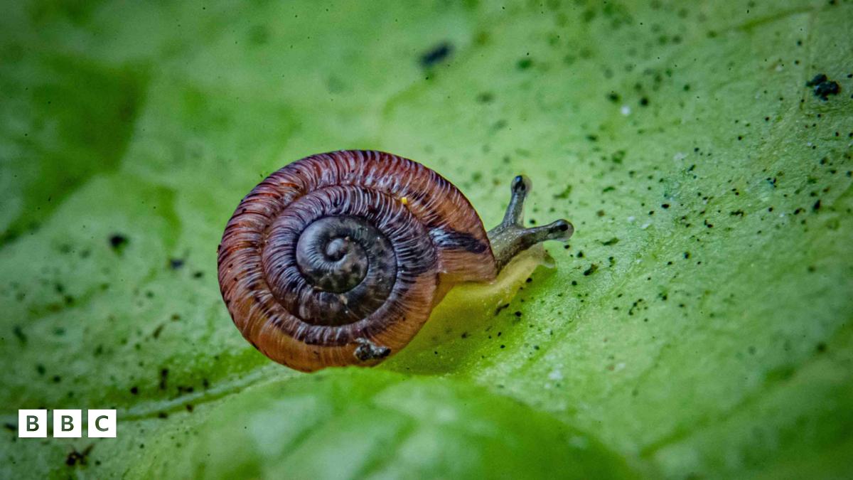 Tiny endangered snails released on remote Atlantic island - BBC Newsround