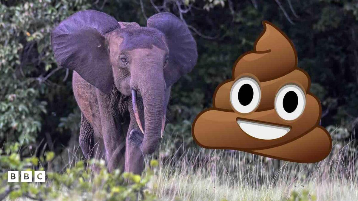 How poo is helping scientists count African forest elephants - BBC ...