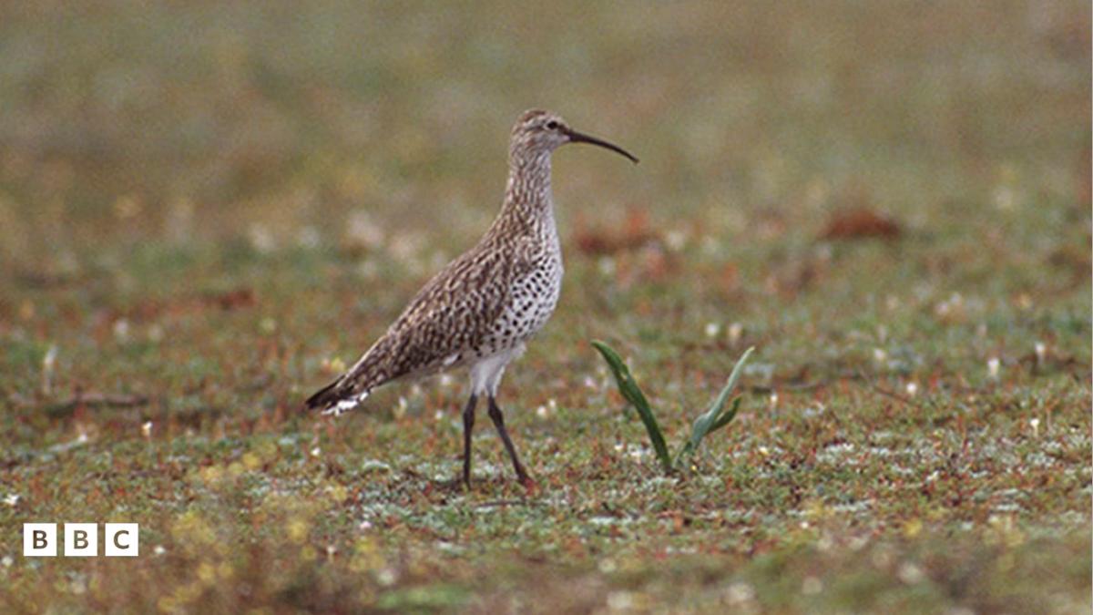 Global bird extinction is a first for mainland Europe - BBC Newsround