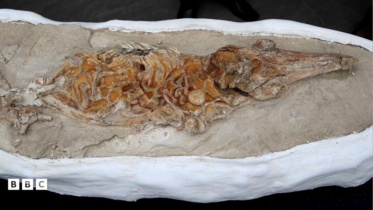 10-million-year-old dolphin-like fossil found in Peru - BBC Newsround