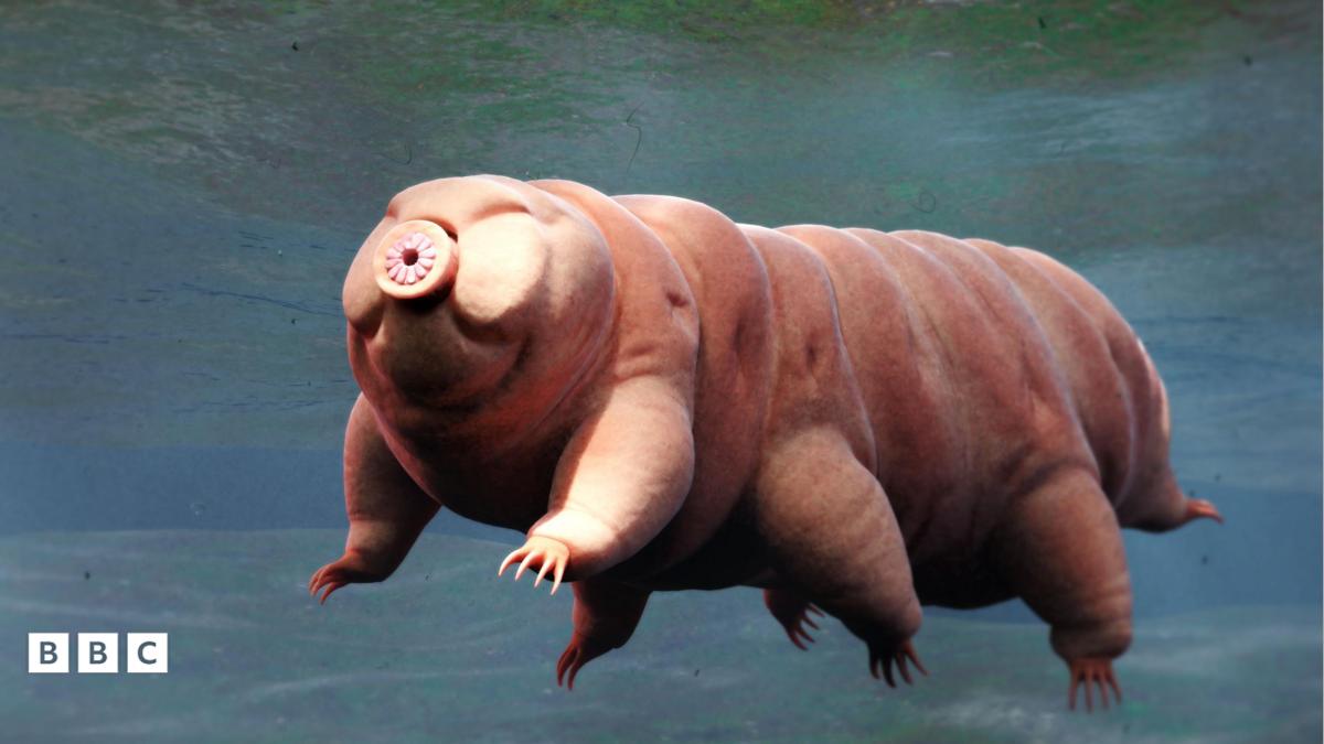 Who is the invertebrate of the year? - BBC Newsround