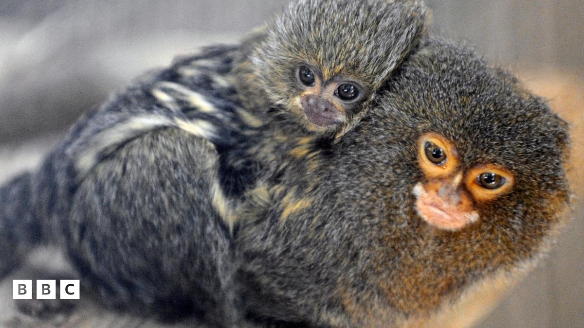 Prehistoric monkeys travelled 900 miles between continents on 'rafts ...