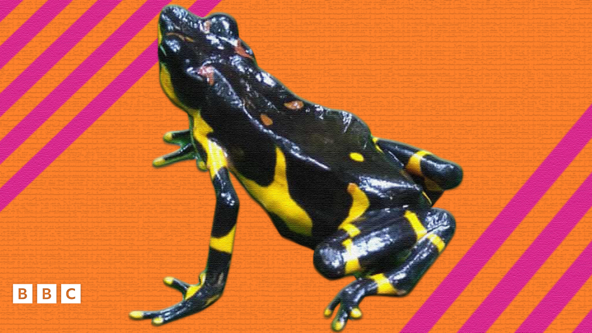 Super rare toad bred in UK - BBC Newsround