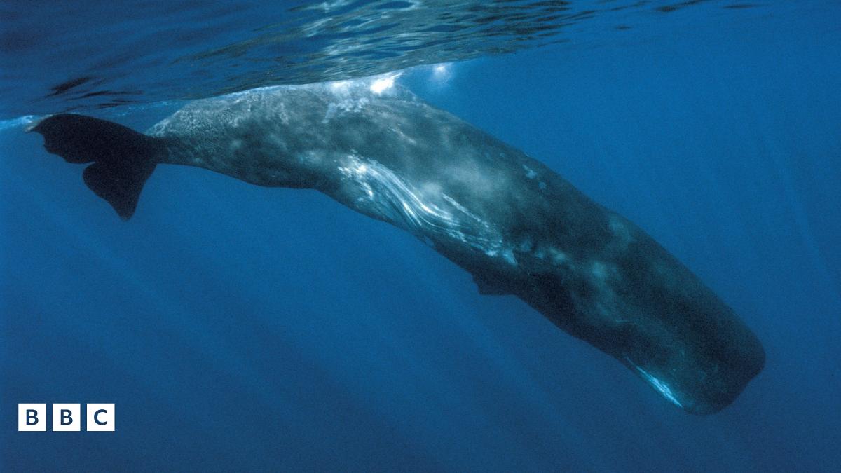 Moby Dick: Calls for missing whale bones to be returned - BBC Newsround
