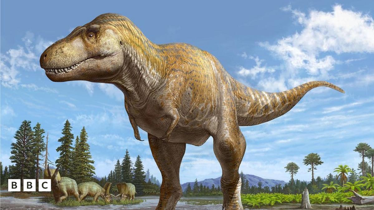 Newly found Tyrannosaurus mcraeensis was distant cousin of T-rex - BBC Newsround