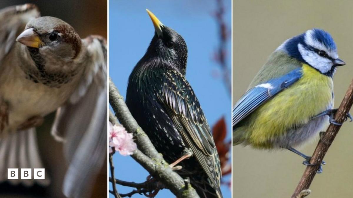 Big Garden Birdwatch results are revealed - BBC Newsround