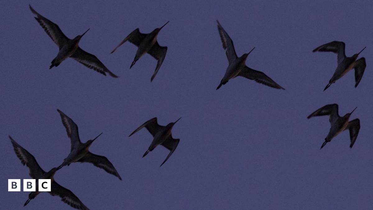 Record-setting bird flies for 12 days without stopping - BBC Newsround
