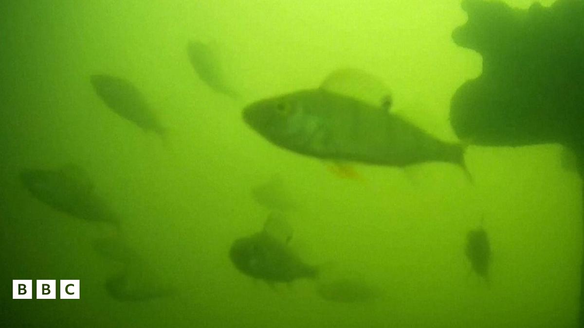 Your sapna ultimate adult fun-+18 that girl has maddening