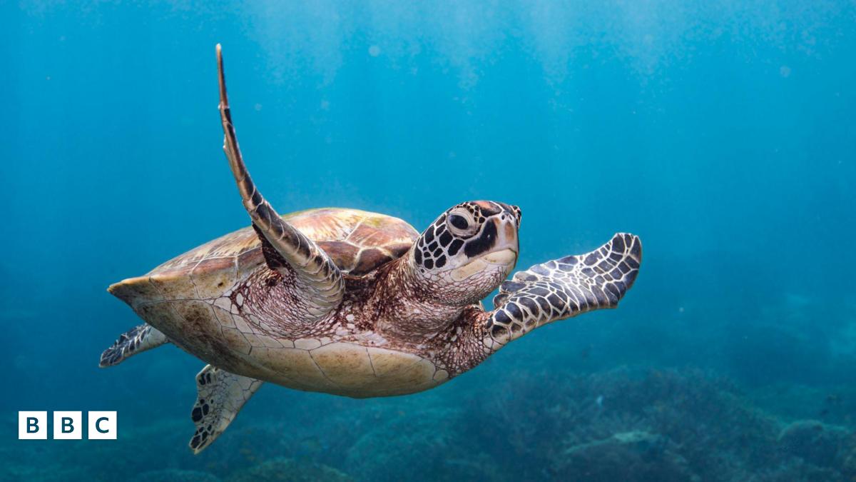 Wildlife conservation: Sea turtle numbers bounce back thanks to efforts ...