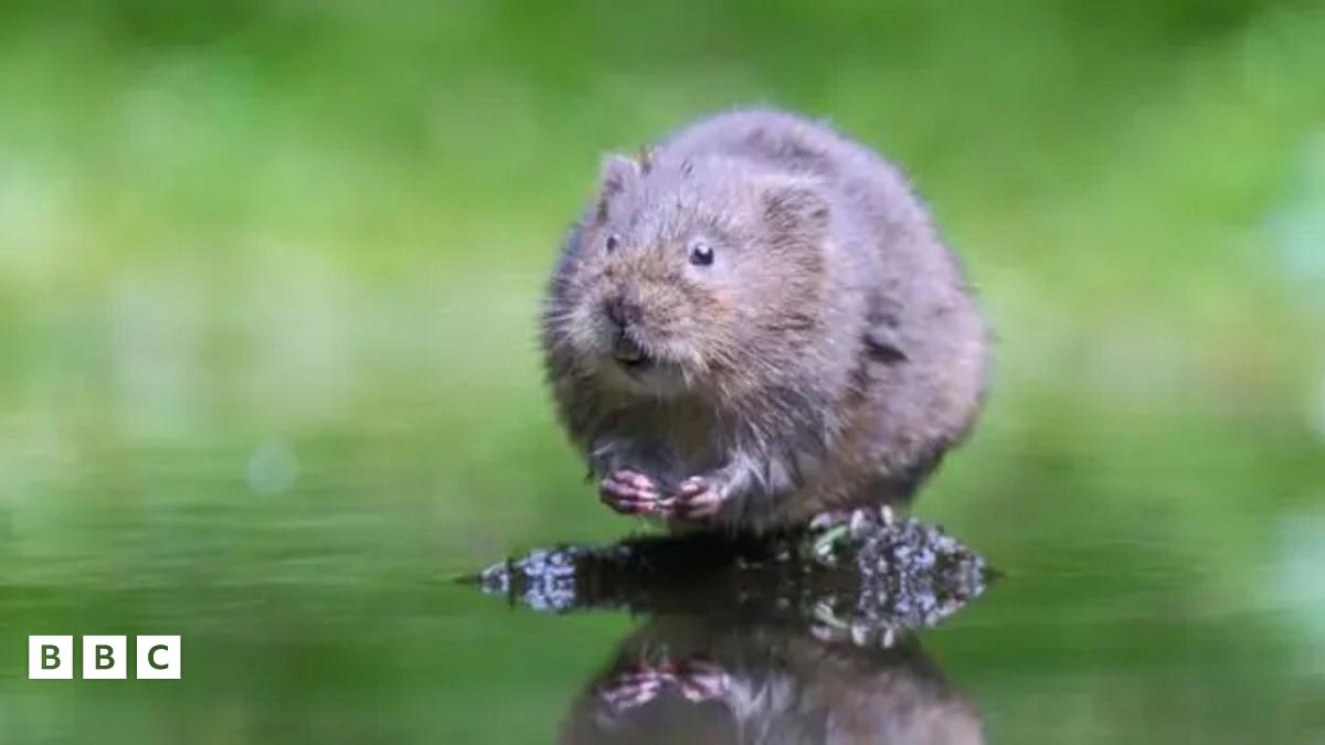 Why do these water voles have glittery poo? - BBC Newsround