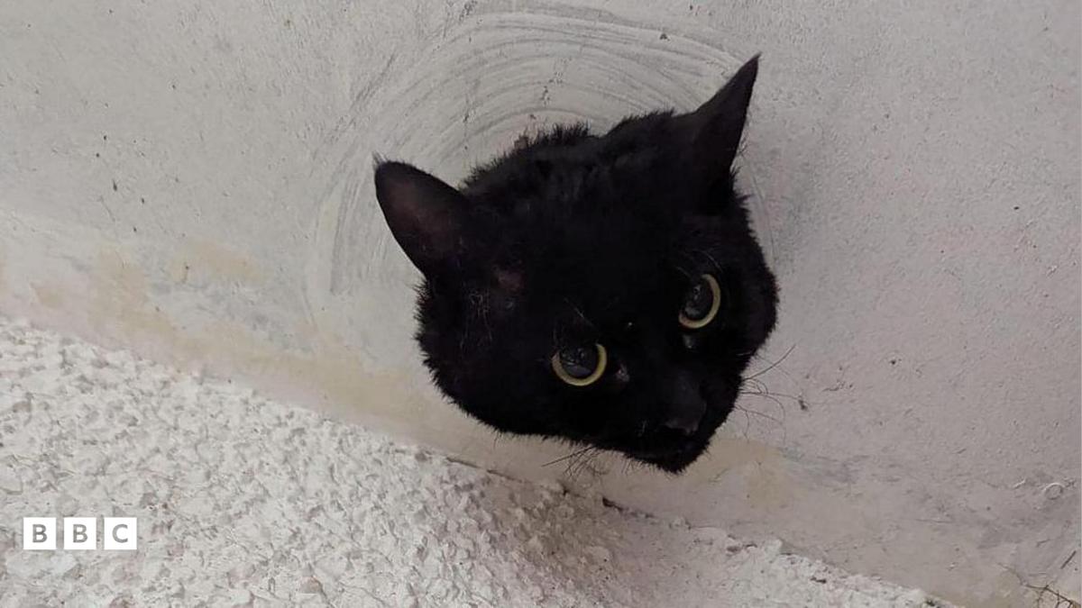 Cat rescue: John the cat safe after getting stuck in a drainpipe - BBC ...