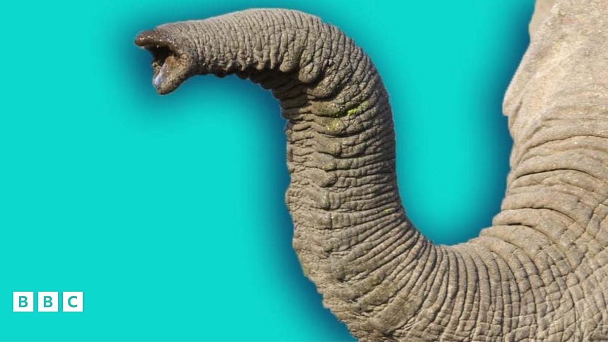 elephant trunk extraction