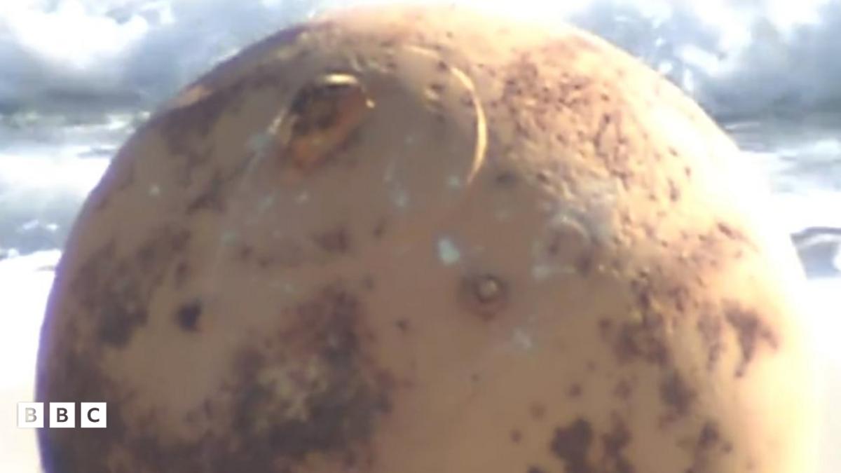 Metal ball found on Japanese beach leaves people baffled - BBC Newsround
