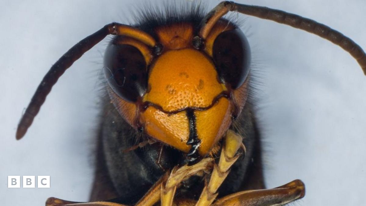 Asian hornets: What are they, and why do they threaten UK wildlife ...