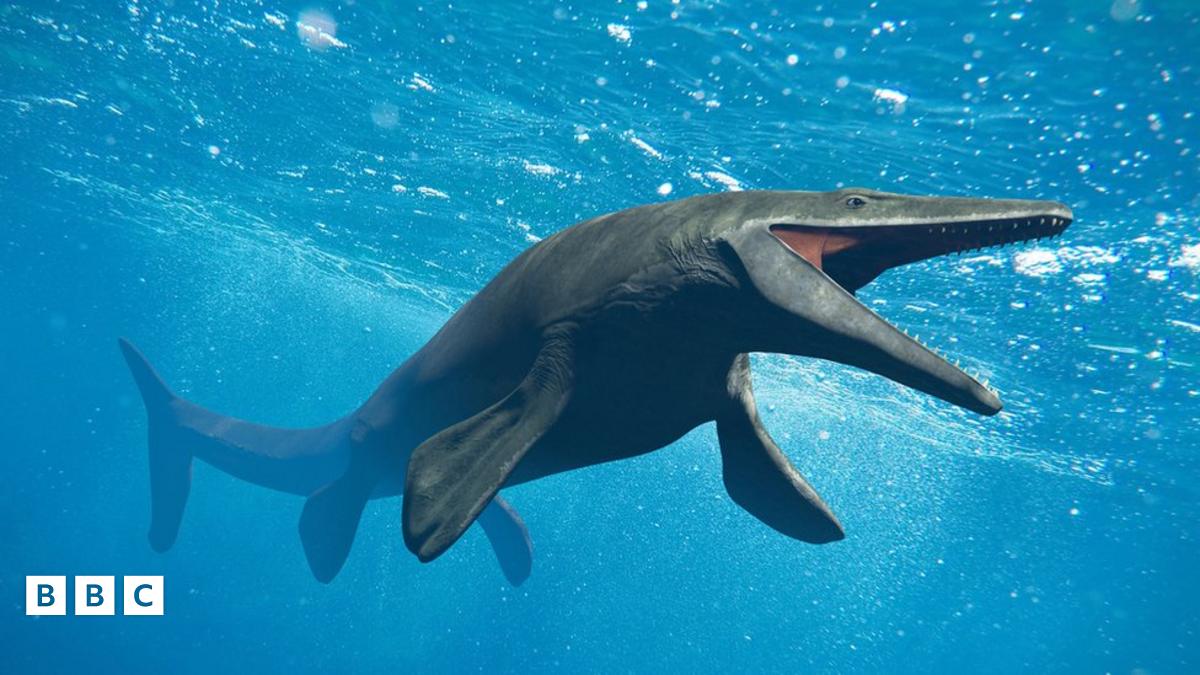 Fossil identified of ancient sea dragon found in Japan - BBC Newsround