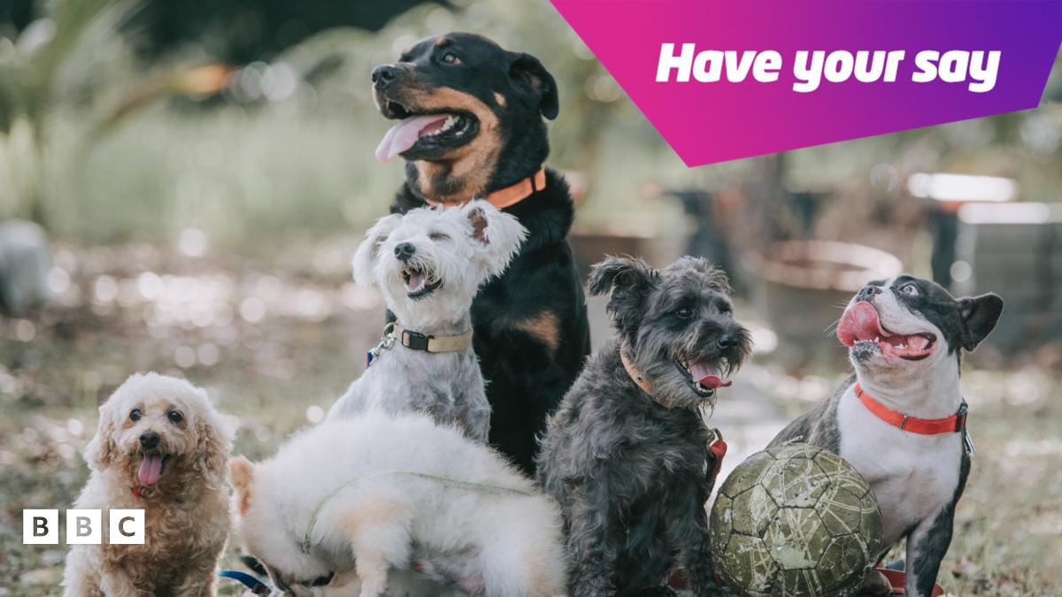 What's your favourite dog breed? - BBC Newsround