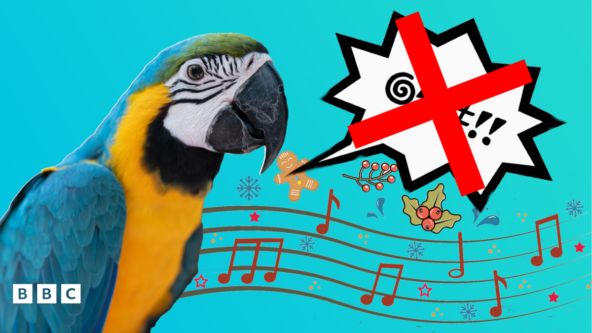 Lincolnshire's swearing parrots turn to Christmas tunes - BBC Newsround